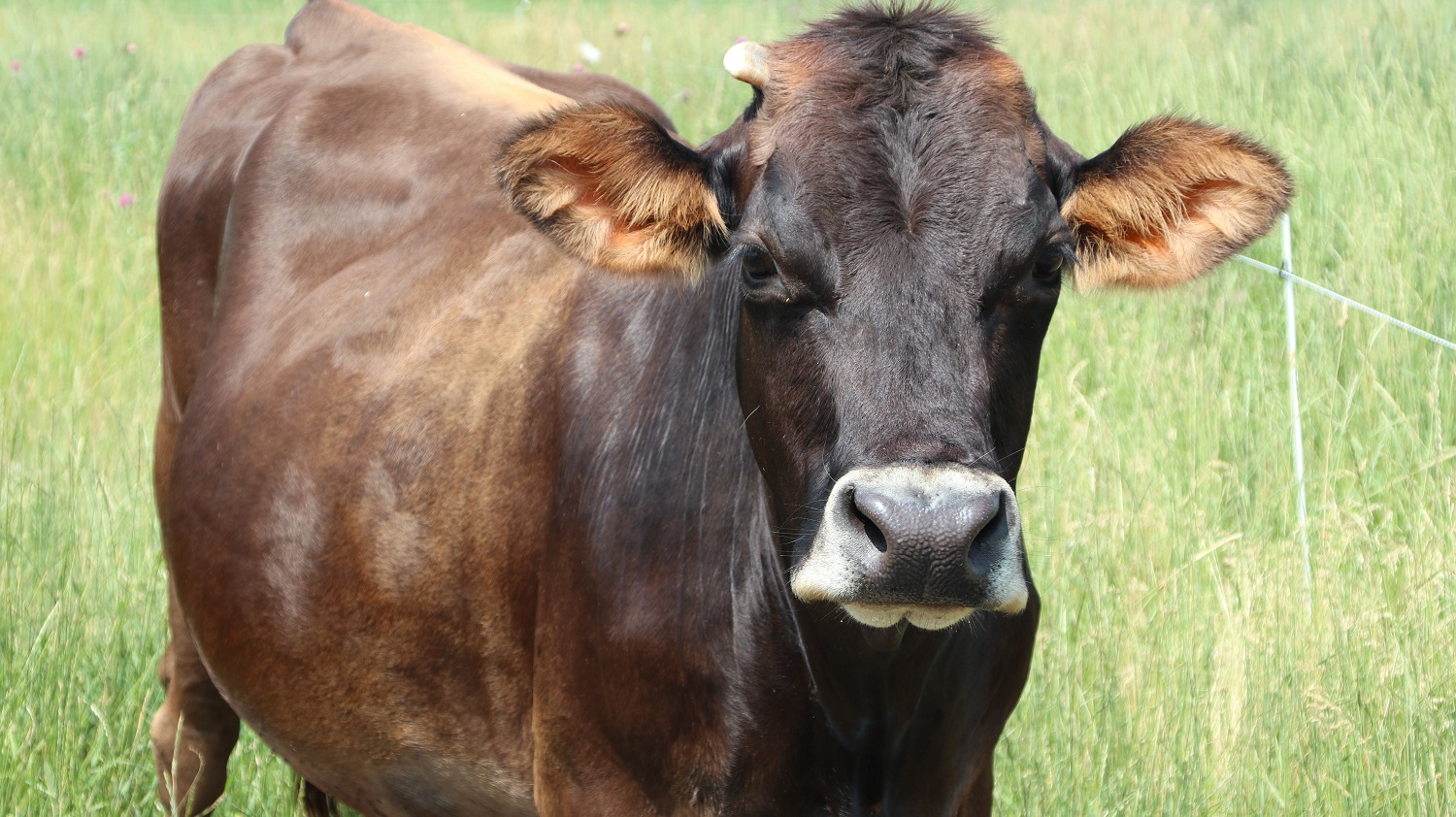 Charlotte | Our first milk cow - Wilson Homestead