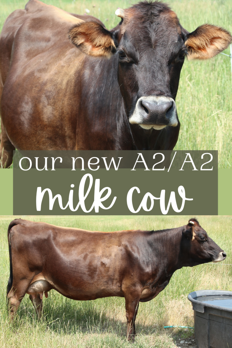Charlotte | Our first milk cow - Wilson Homestead