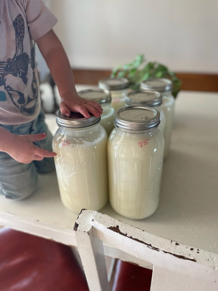 How we prepared for a milk cow - Wilson Homestead