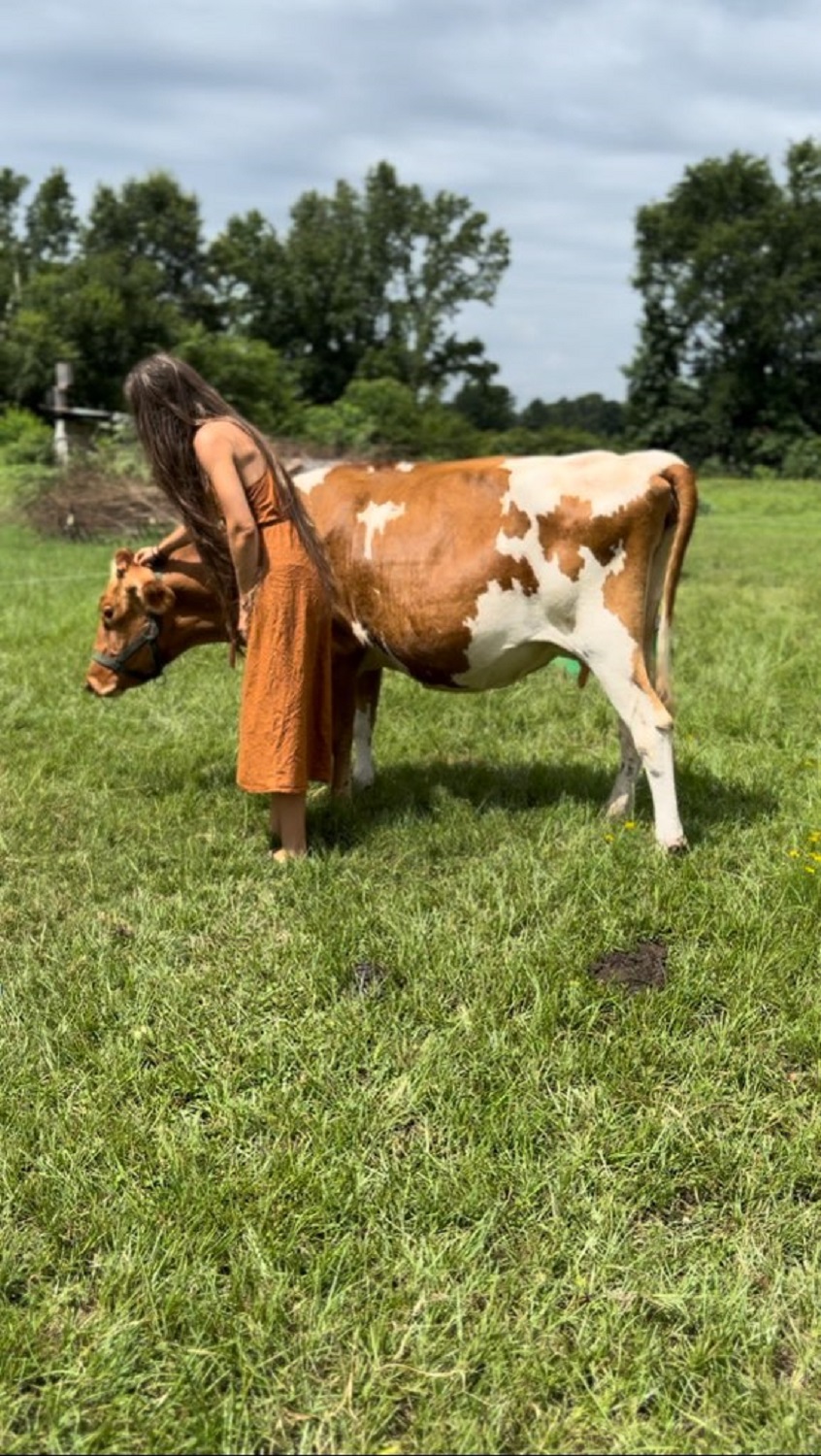 My cow who nurses on herself - Wilson Homestead