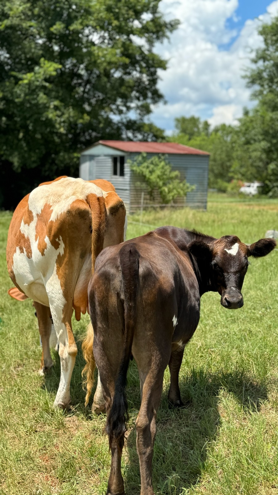 My cow who nurses on herself - Wilson Homestead