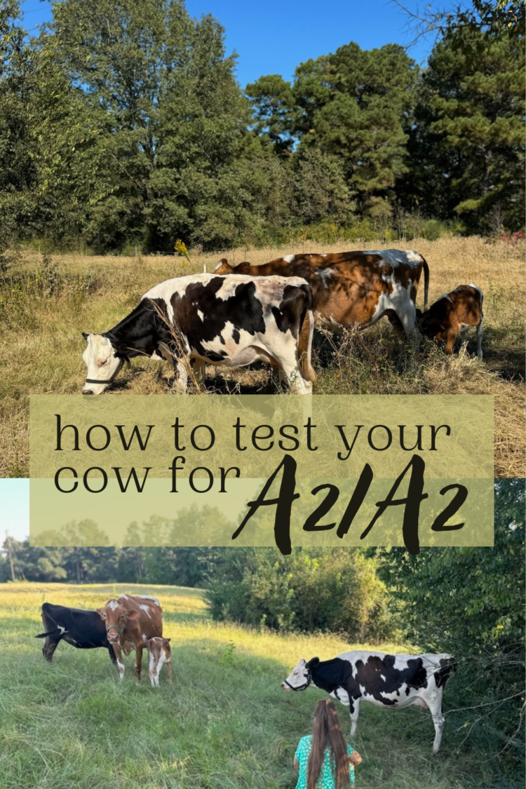 How to test your cow for A2/A2 - Wilson Homestead