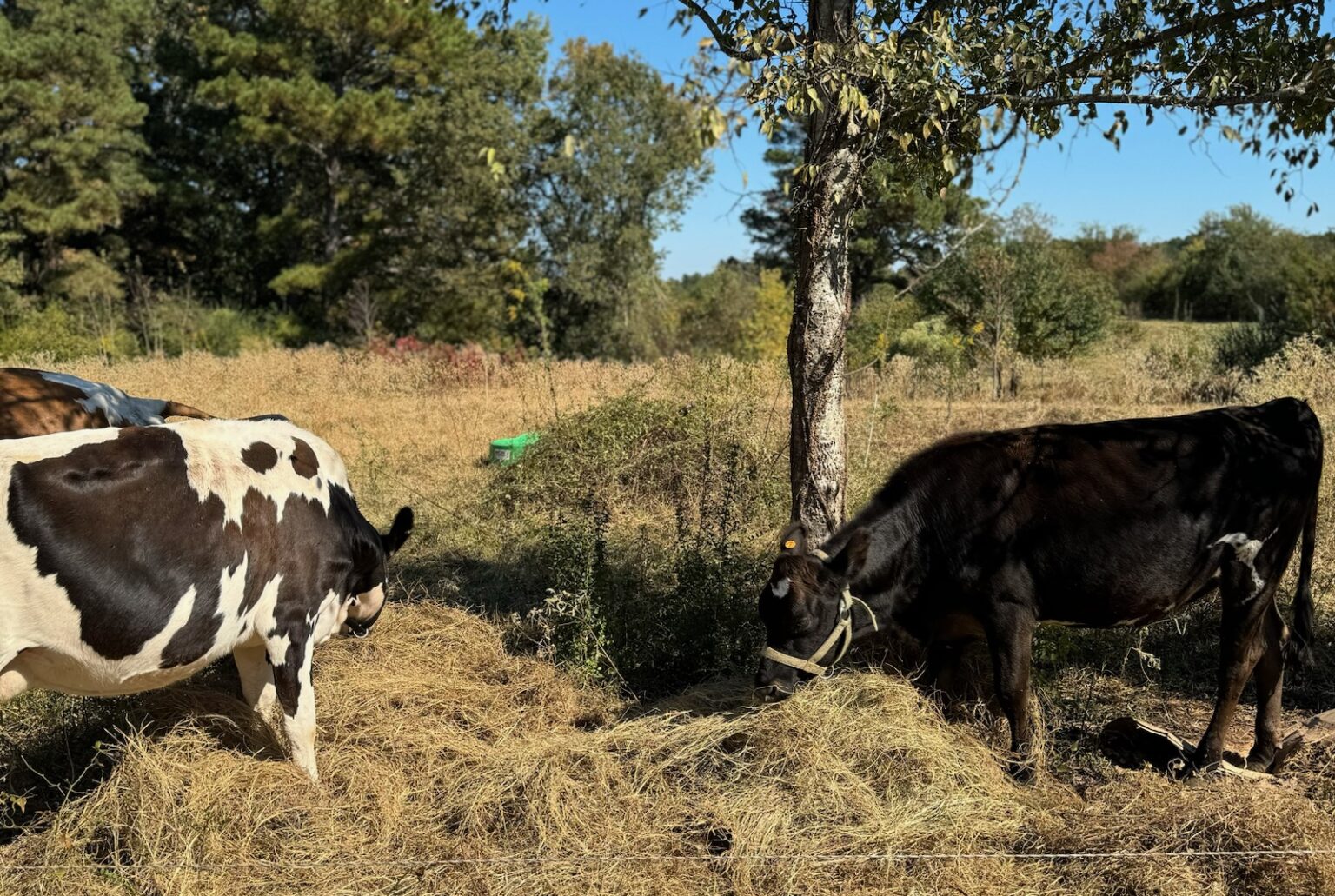 How to test your cow for A2/A2 - Wilson Homestead