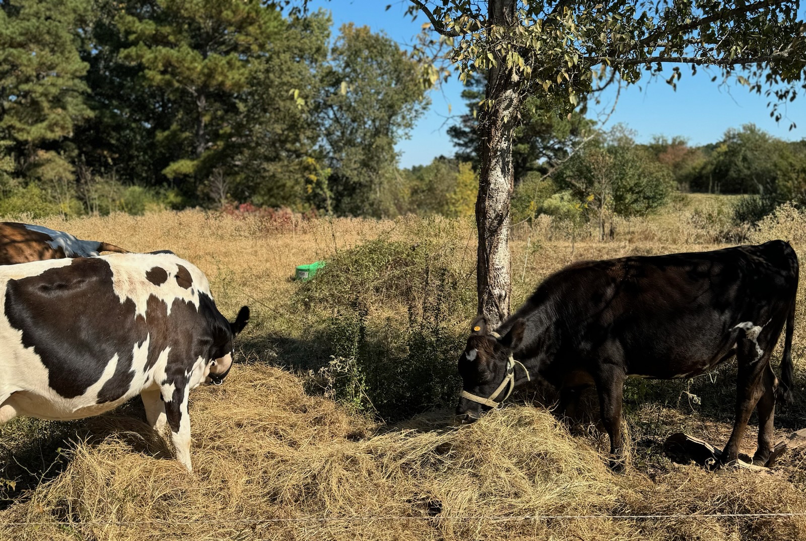 How to test your cow for A2/A2 - Wilson Homestead