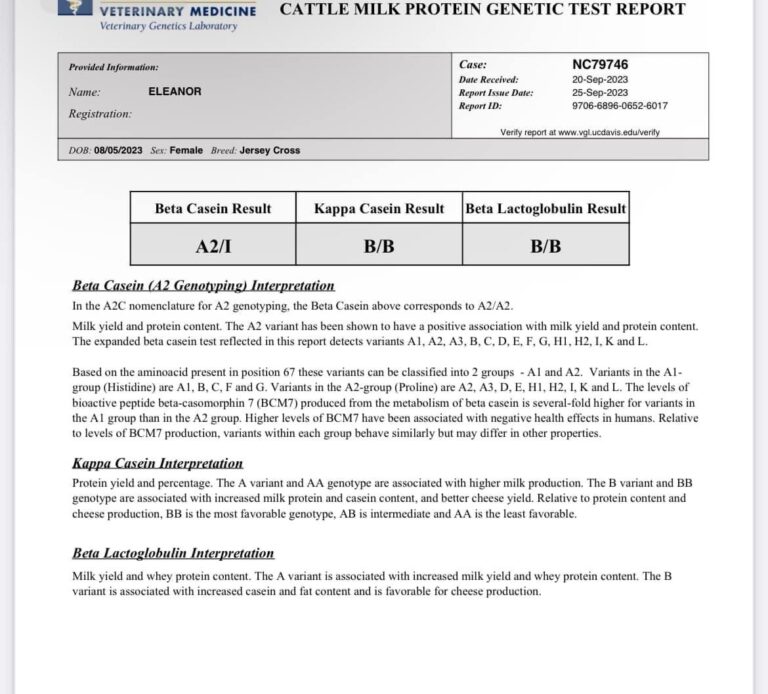 How to test your cow for A2/A2 - Wilson Homestead